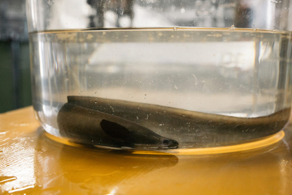 Reinventing the eel: Can the Anguilla loop be closed? - Responsible ...