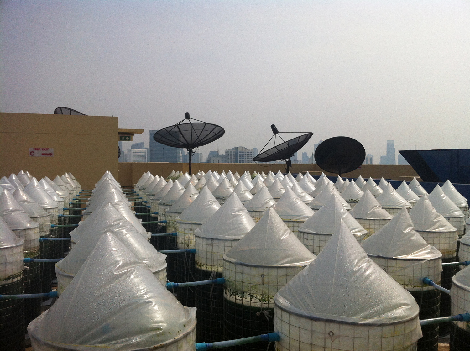 Spirulina Cultivation Methods