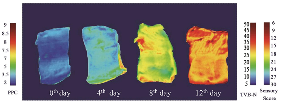 Prediction of freshness indicators in rainbow trout fillets ...