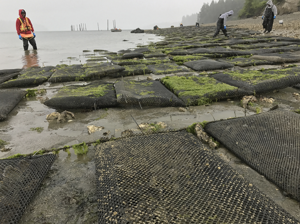 COVID-19 has the West Coast shellfish sector on hold - Responsible ...