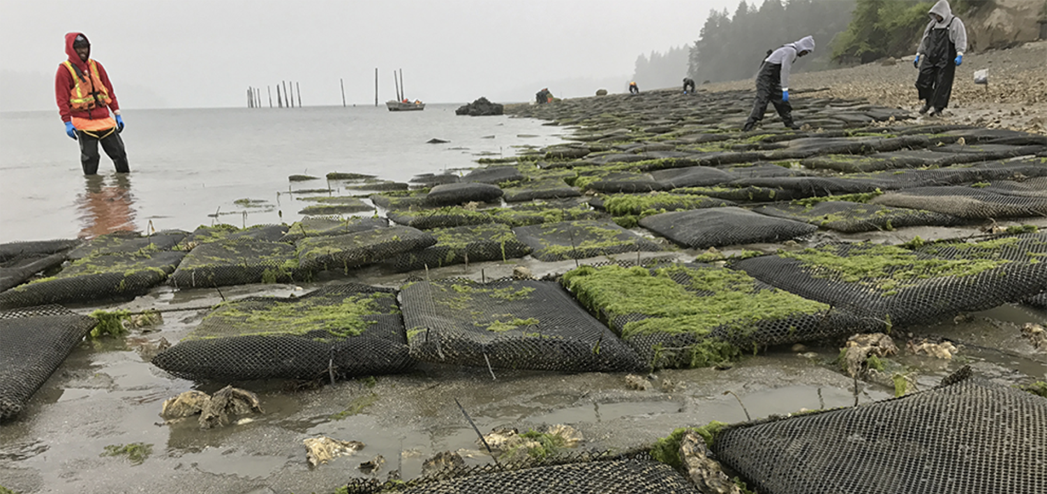 COVID-19 has the West Coast shellfish sector on hold - Responsible ...