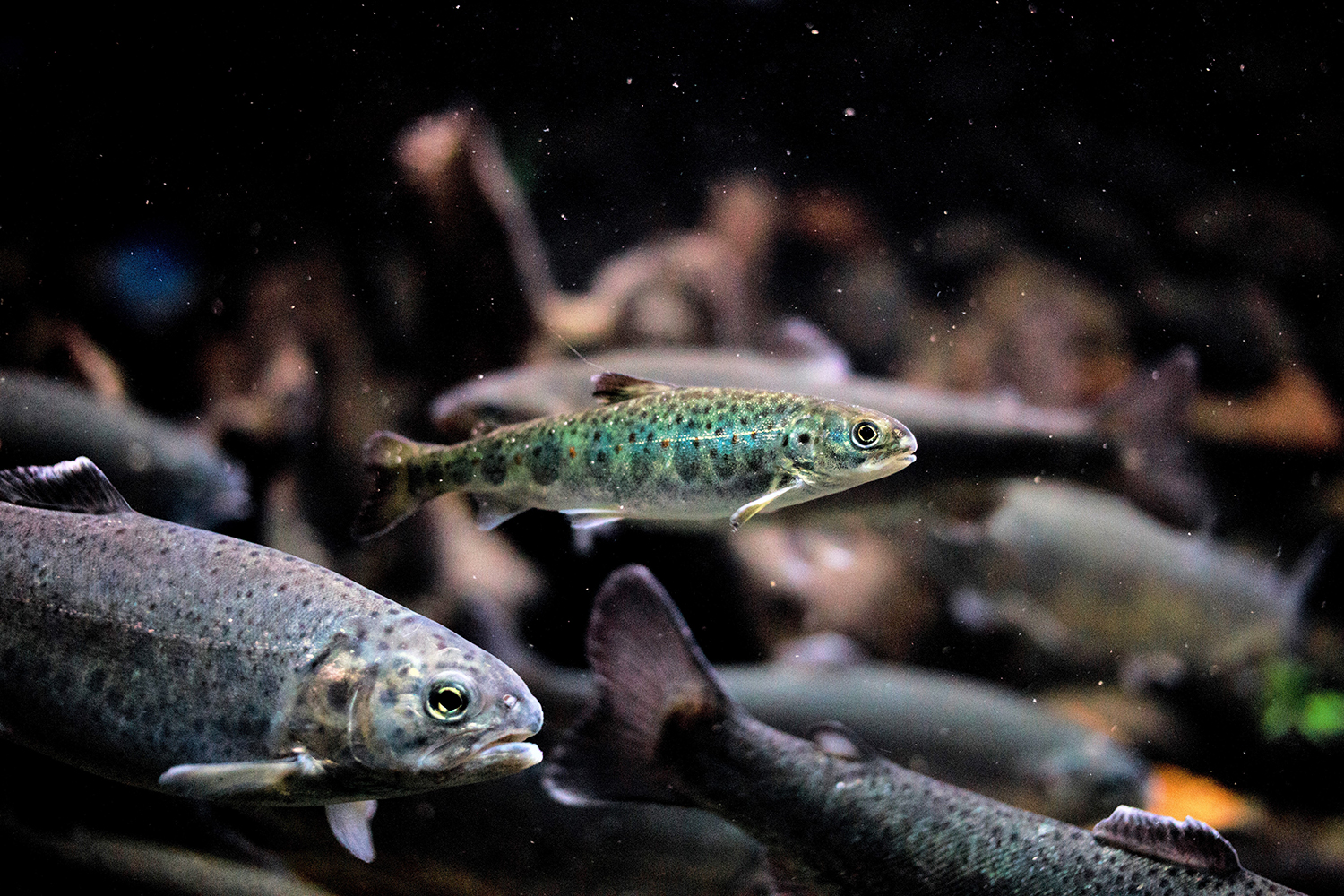 Evaluating brown seaweed supplementation in feed for Atlantic salmon ...