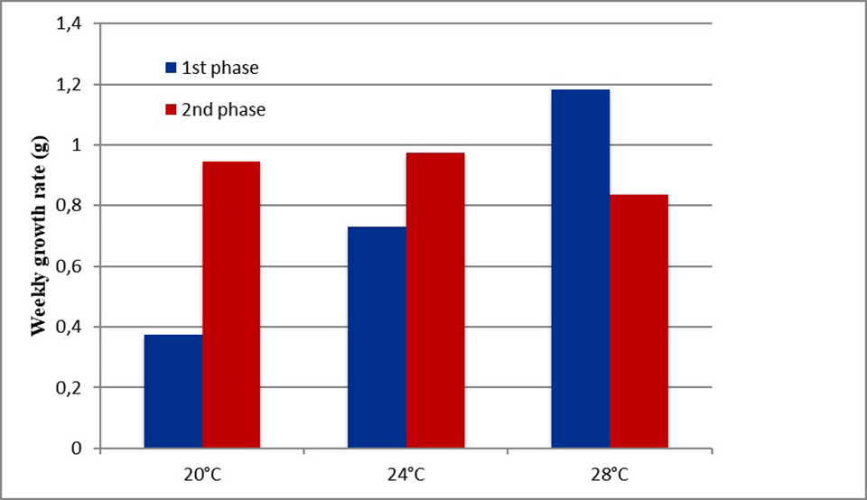 Evaluación del crecimiento compensatorio de camarones blancos del ...