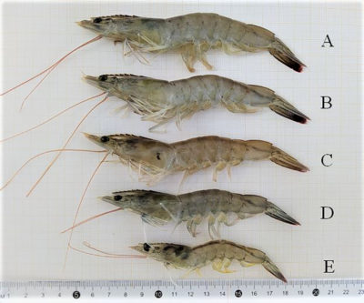 Evaluación del crecimiento compensatorio de camarones blancos del ...