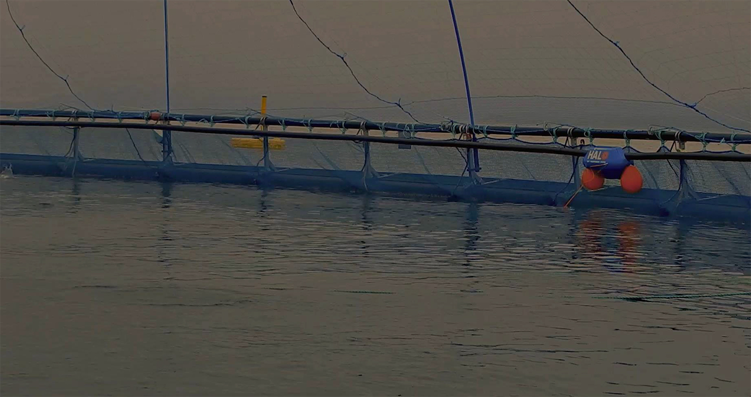 Net gains in aquaculture net technology - Responsible Seafood Advocate