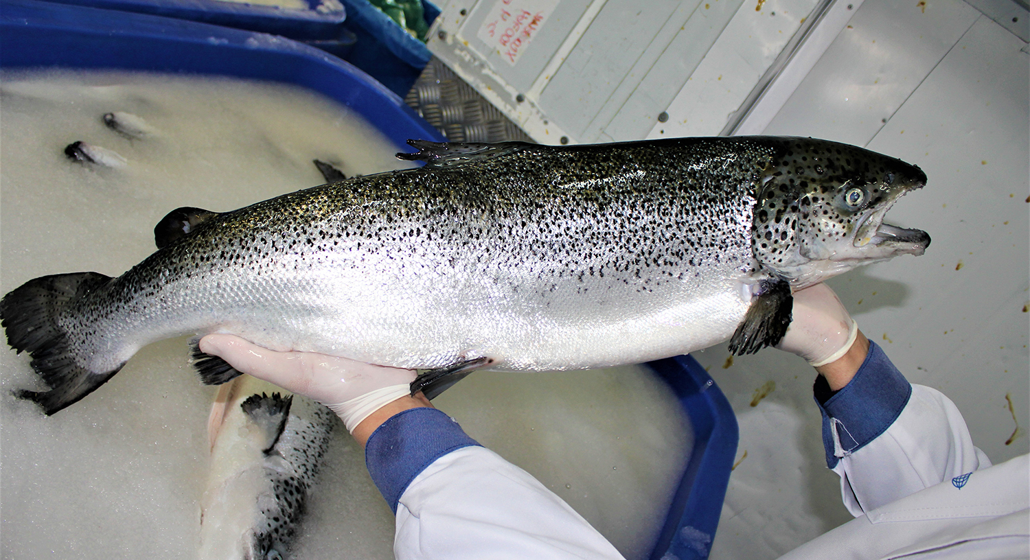 Effect of superchilling on Atlantic salmon quality through the value ...
