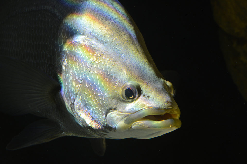 Efforts to address off-flavors in RAS fish are off the charts ...