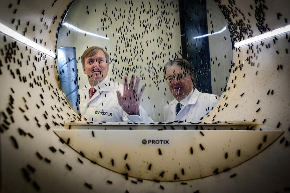 World’s largest fly factory attracting investors eyeing aquafeed ...
