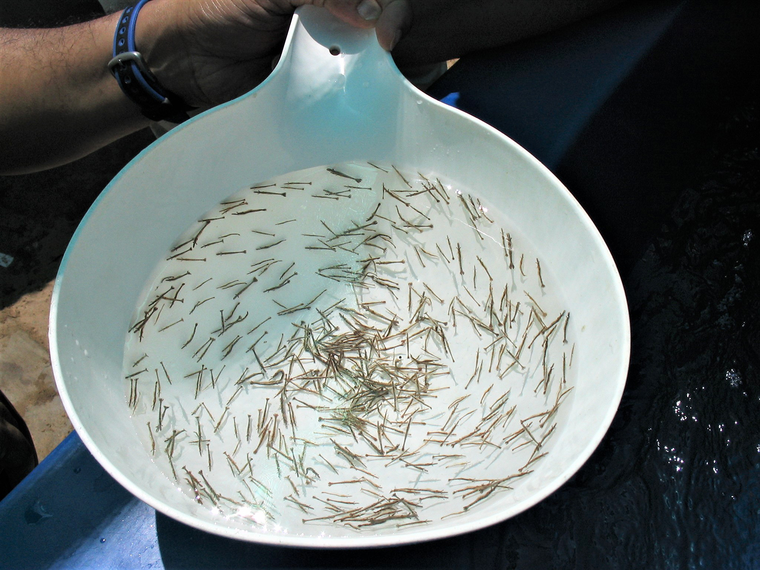 Commercial microbial biomass additive evaluated in black tiger shrimp ...