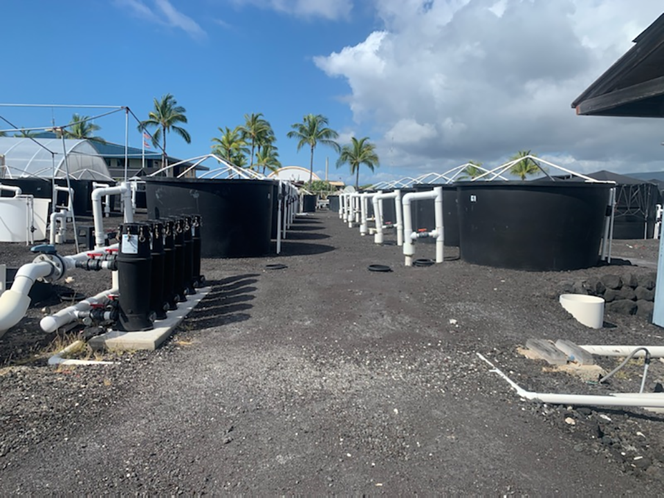 Testing diets without fishmeal and fish oil for kampachi - Responsible ...