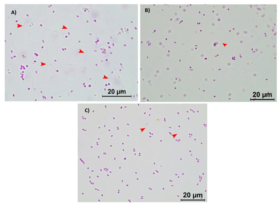 In vitro evaluation of two commercial biocides on EHP spore extrusion ...
