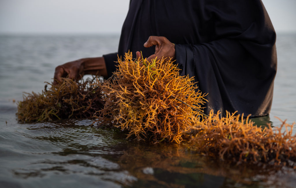 For seaweed farmers in Zanzibar, a chance for real growth - Responsible ...