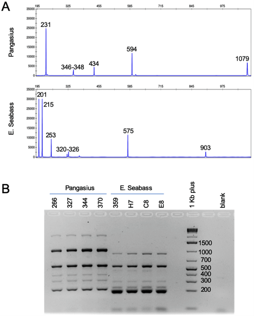 Animal tubulin-based polymorphism for genetic profiling of fish species ...