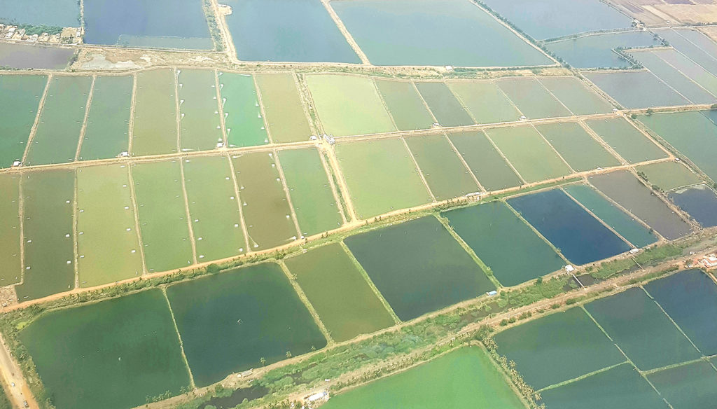 How India became the world’s top shrimp producer - Responsible Seafood ...