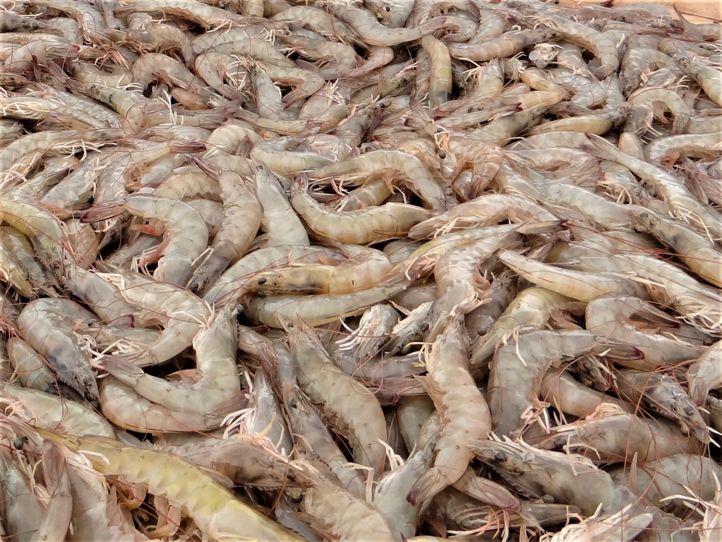 How India became the world’s top shrimp producer - Responsible Seafood ...