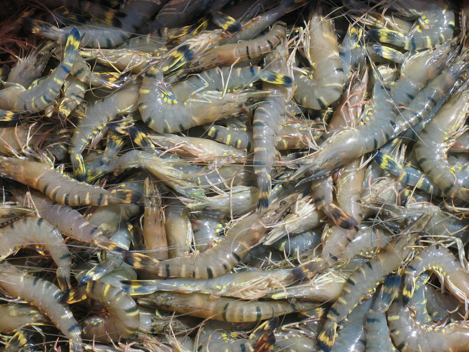 How India became the world’s top shrimp producer - Responsible Seafood ...