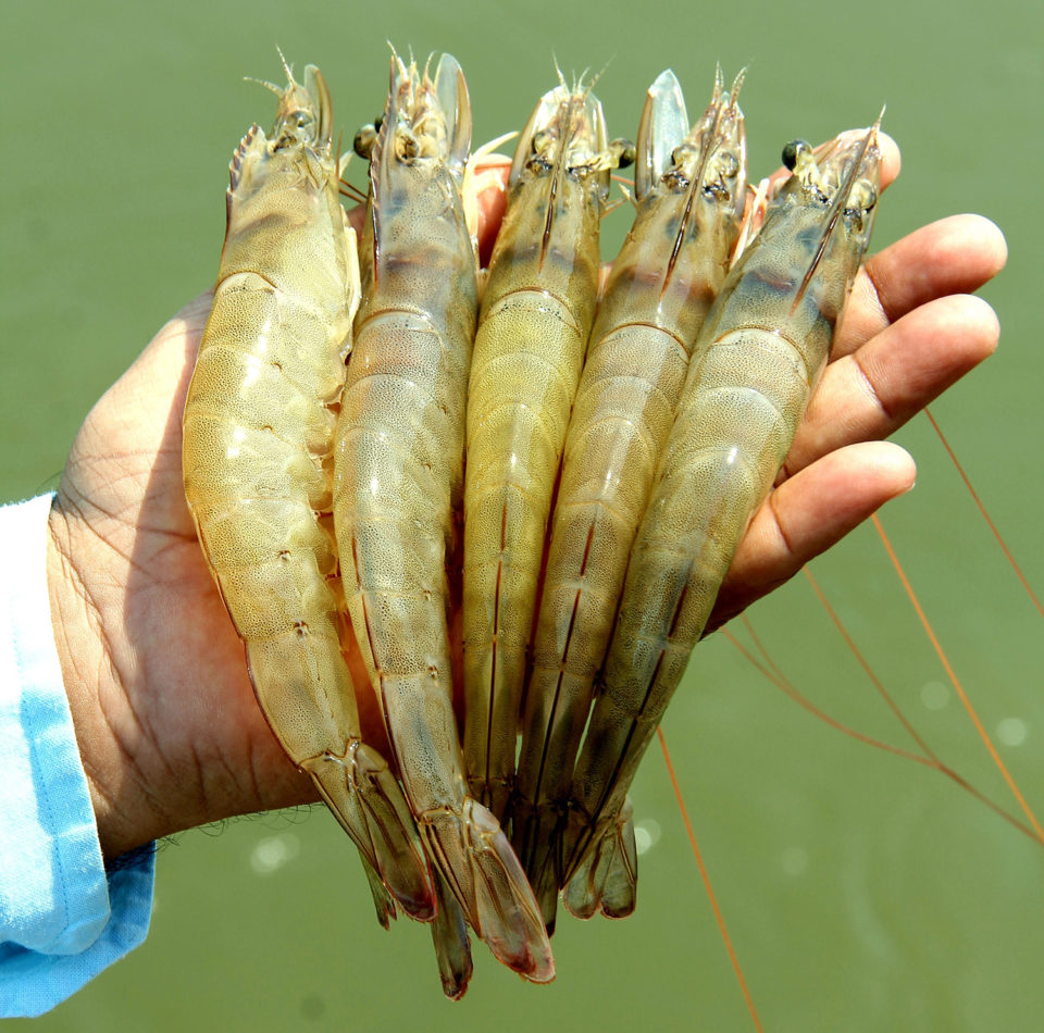 How India became the world’s top shrimp producer - Responsible Seafood ...
