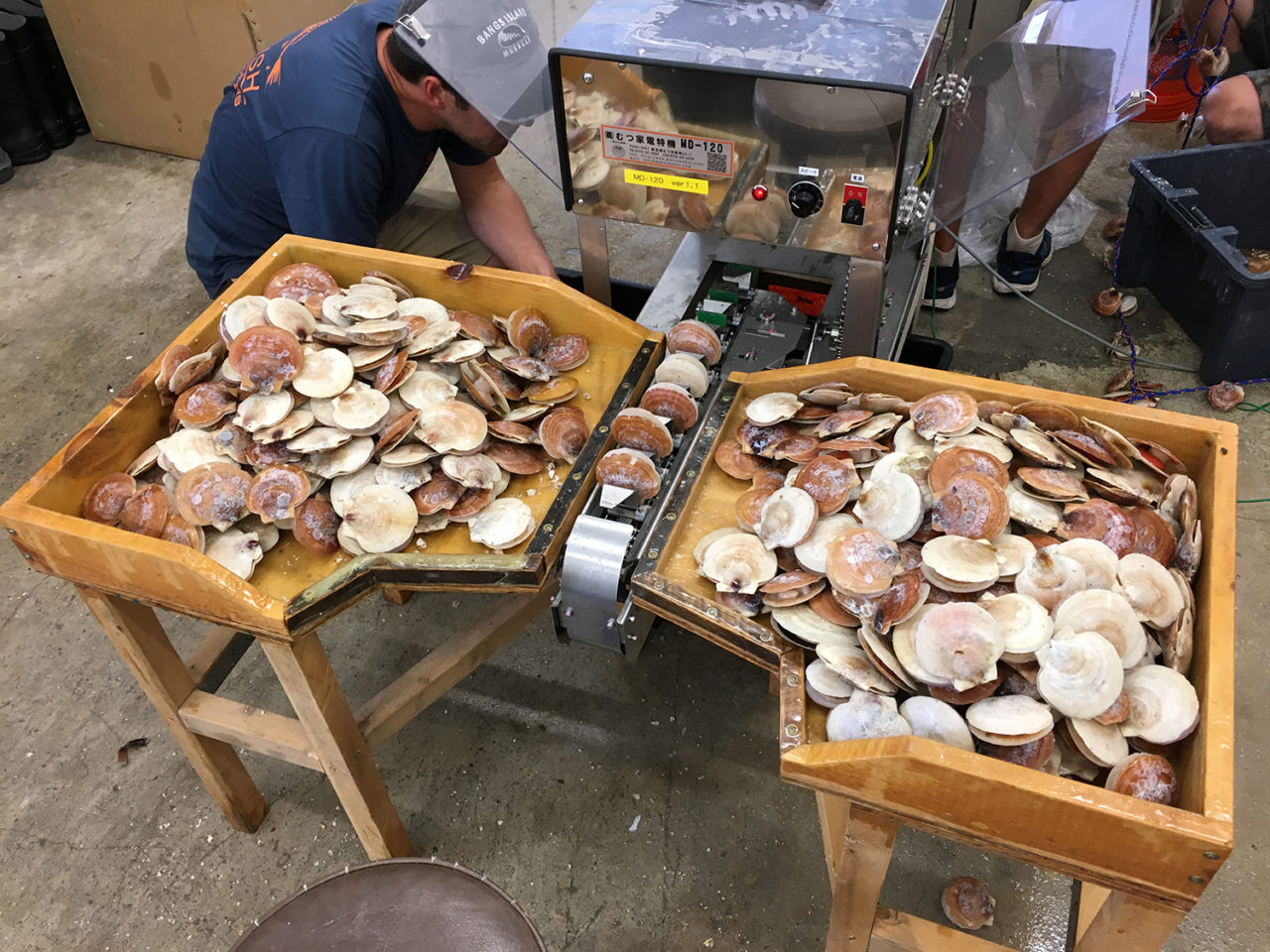 Maine shellfish farmers gaining confidence with scallops - Responsible ...