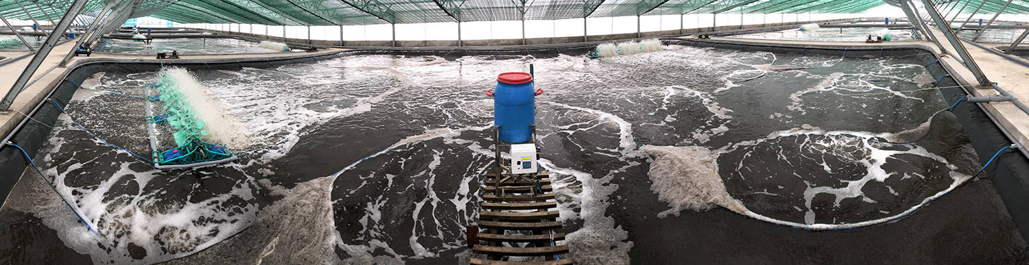 Collaboration drives innovations in super-intensive indoor shrimp ...