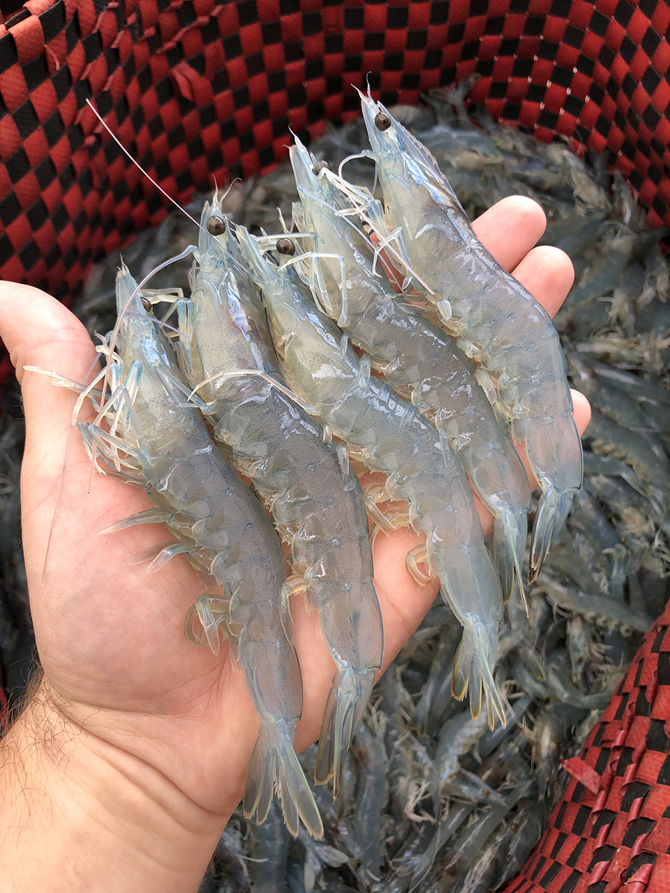 Collaboration drives innovations in super-intensive indoor shrimp ...