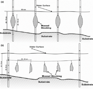 Green mussel culture using longlines and traditional stake methods in ...