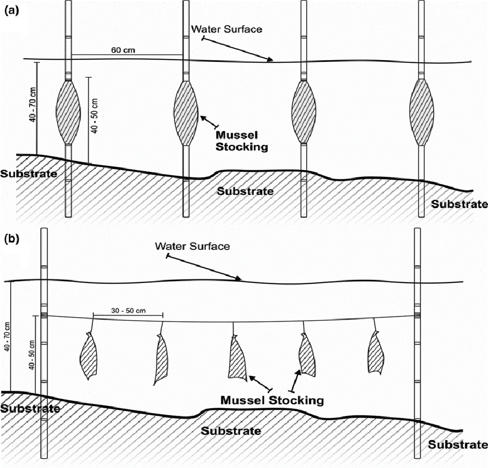 Green mussel culture using longlines and traditional stake methods in ...