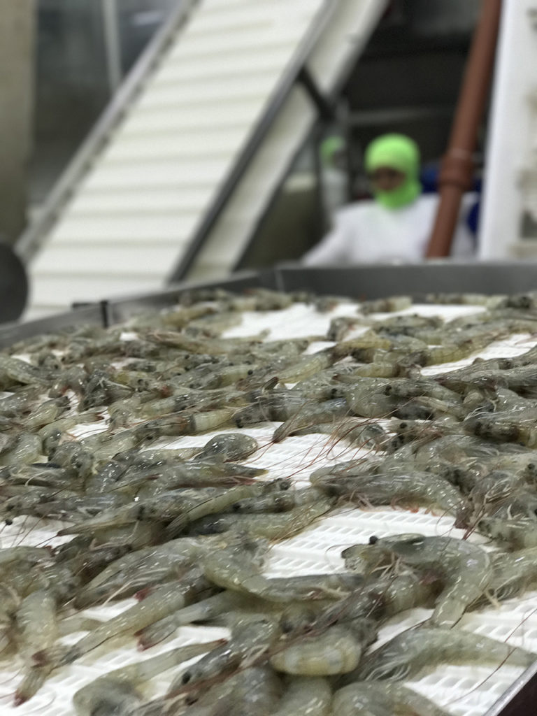 Ecuador’s shrimp industry clearing numerous hurdles in 2020 ...