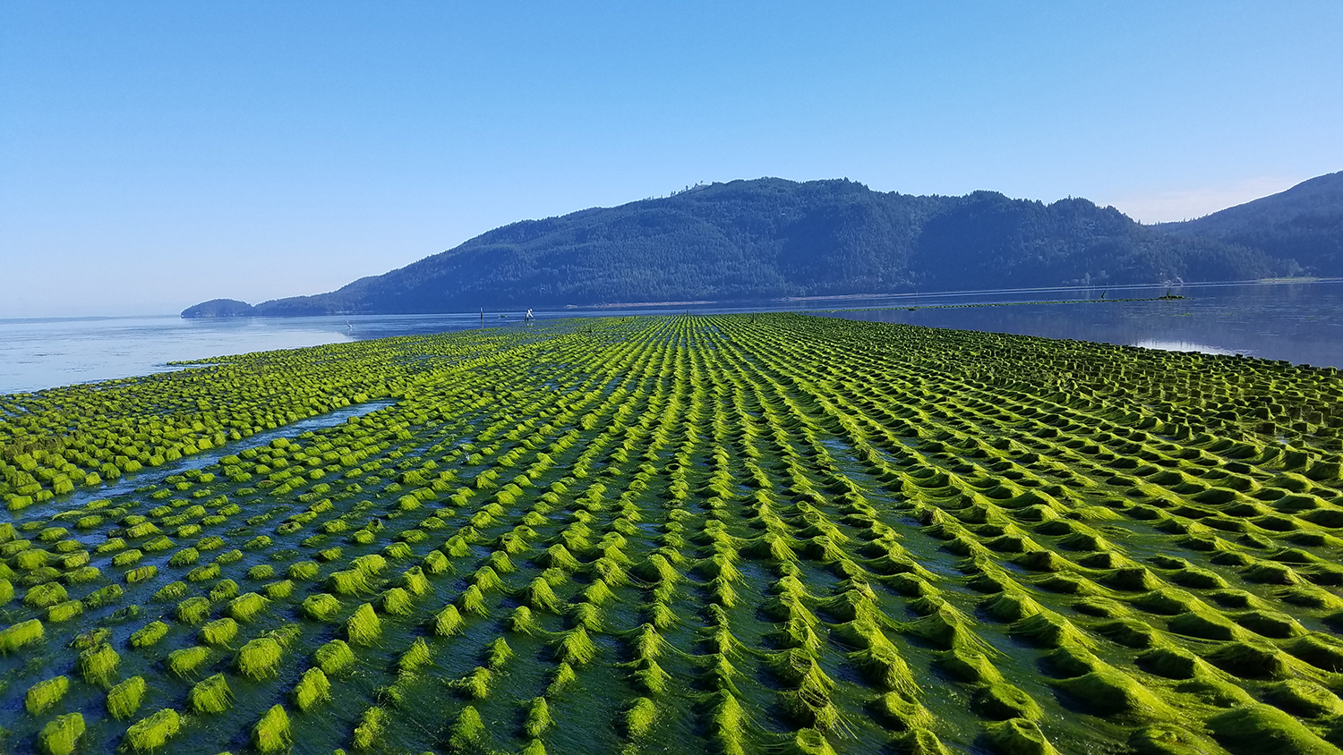 Pandemic persists and Pacific NW shellfish sector digs in - Responsible ...