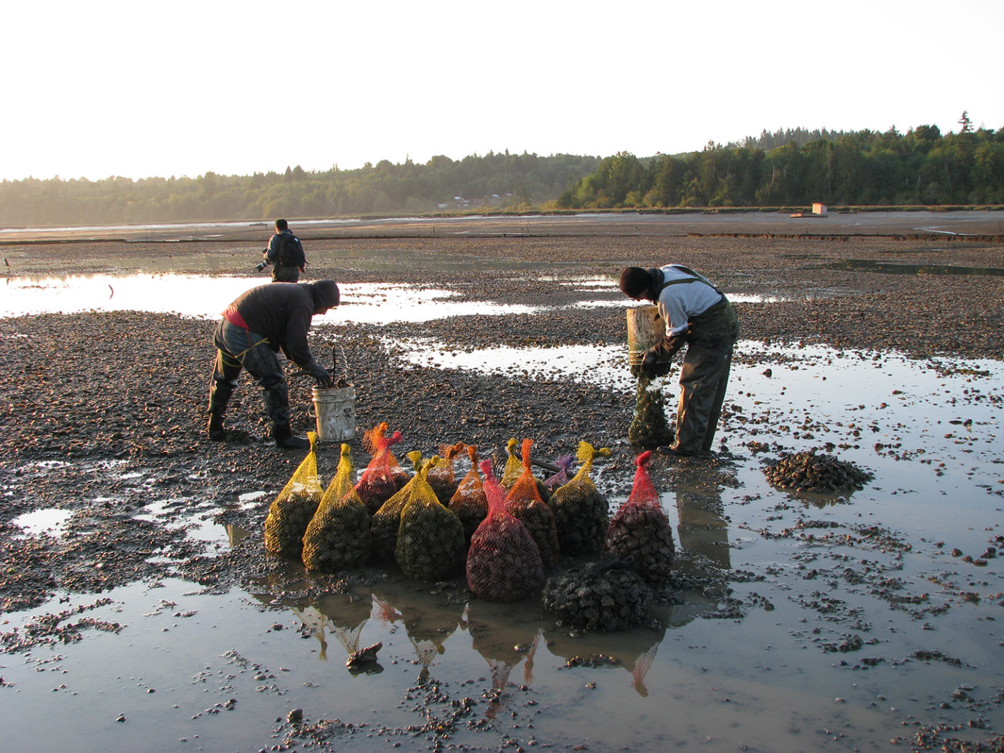 Pandemic persists and Pacific NW shellfish sector digs in - Responsible ...