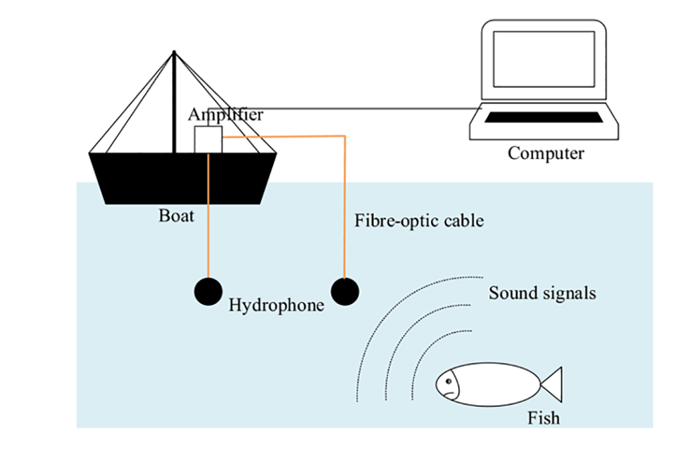 Nonintrusive methods for fish biomass estimation in aquaculture, part 2 ...