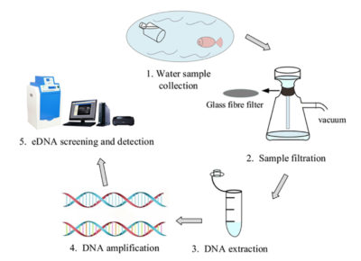Nonintrusive methods for fish biomass estimation in aquaculture, part 2 ...