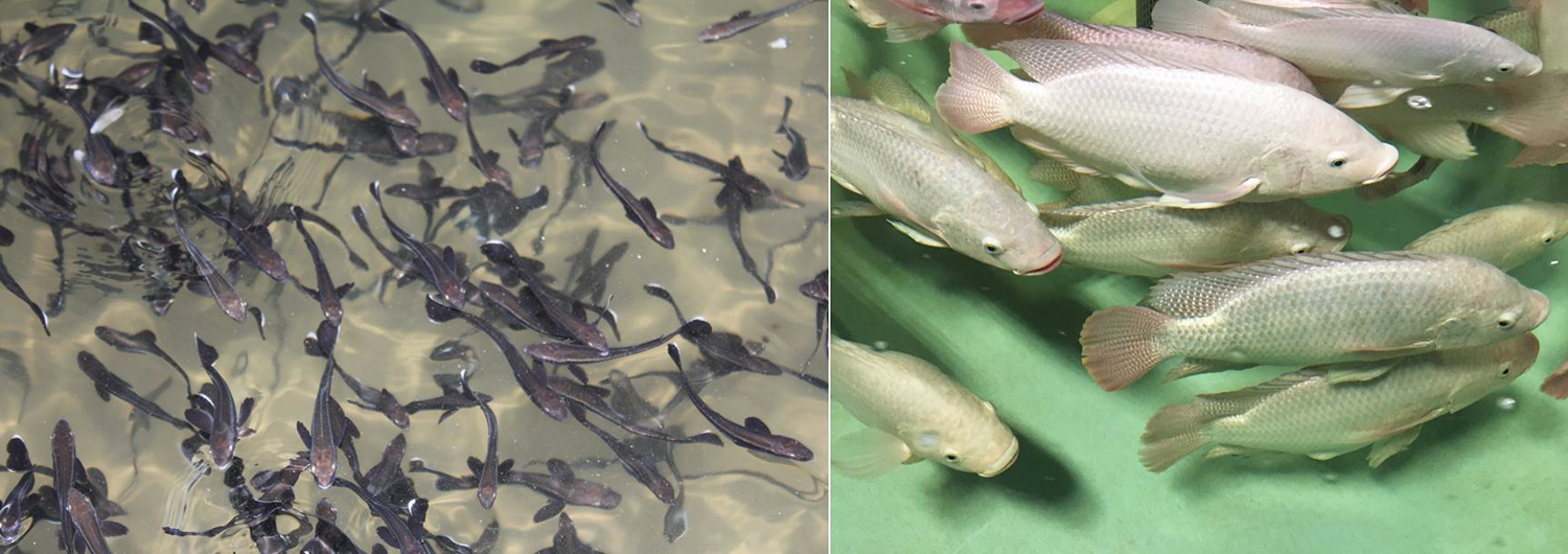 Nonintrusive methods for fish biomass estimation in aquaculture, part 1 ...