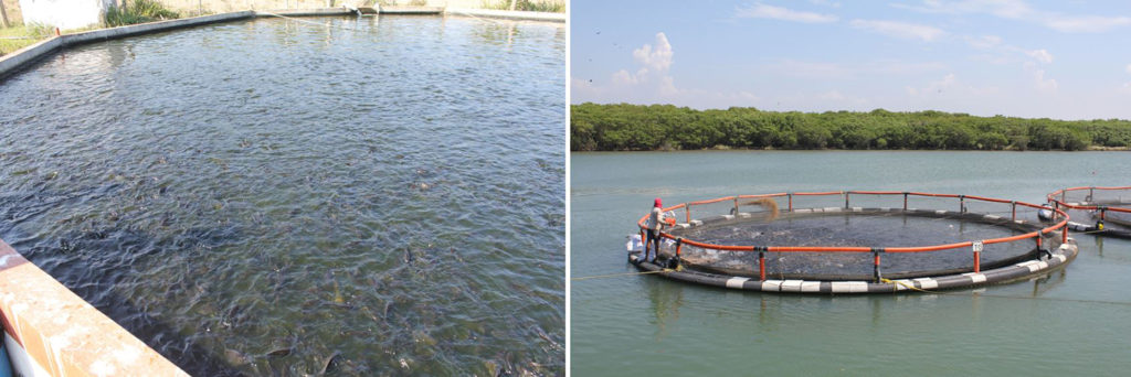Nonintrusive methods for fish biomass estimation in aquaculture, part 1 ...
