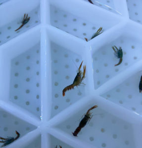 Orkney Shellfish Hatchery has the hardware for shellfish restoration ...