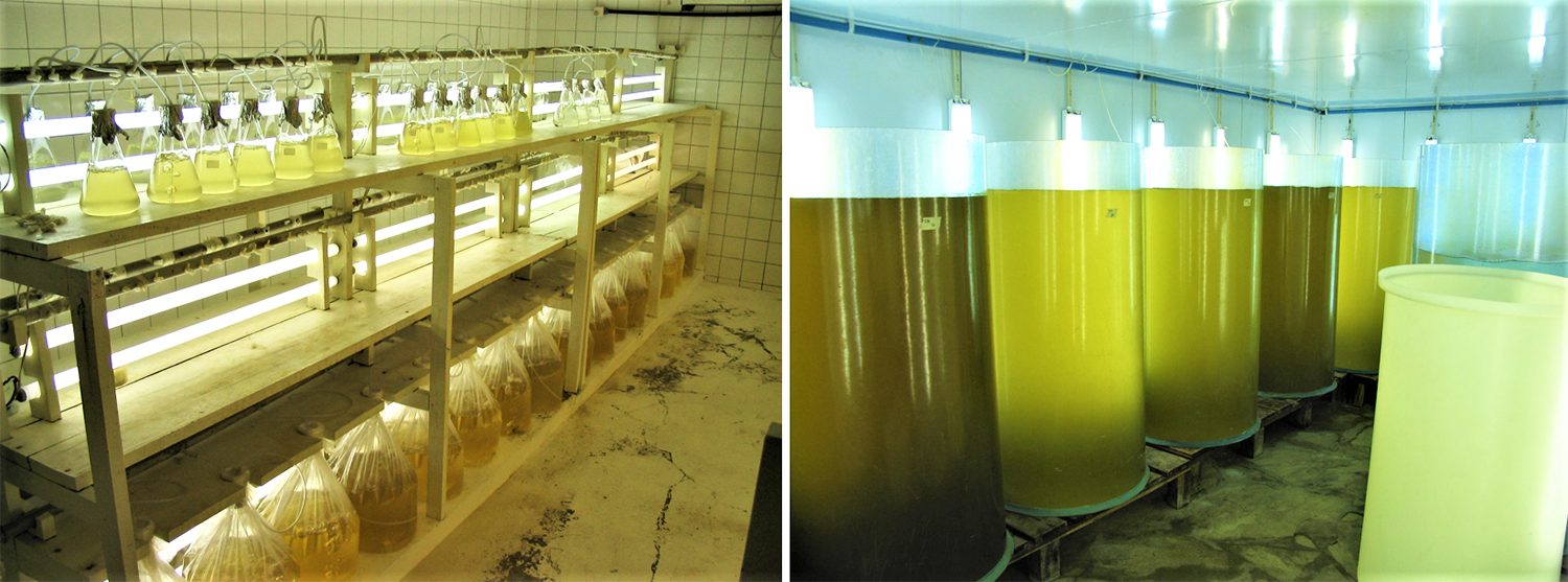 Modeling microalgae production cost in aquaculture hatcheries ...