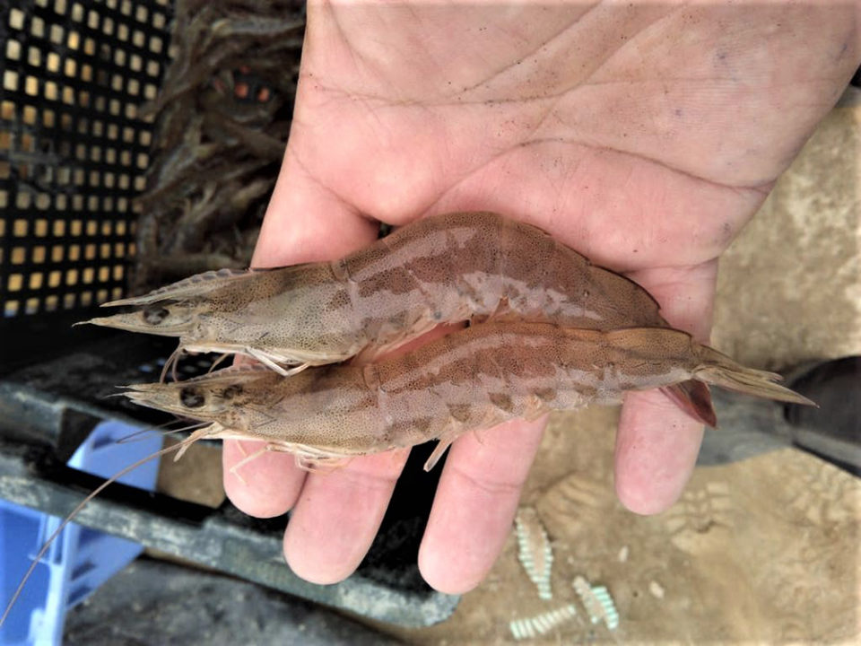 Electrochemical detection of WSSV with disposable electrode ...