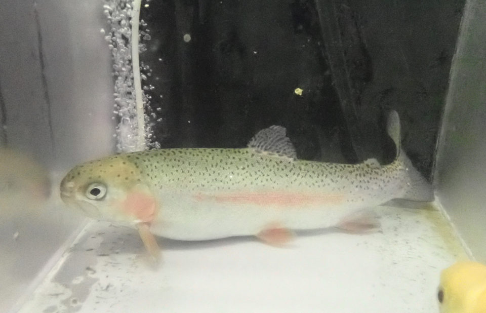 In Japan, aquaculture is deployed in the defense of endangered species ...