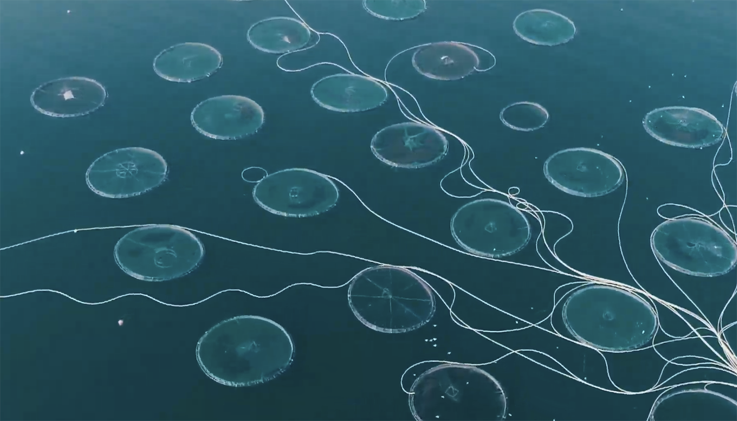 Apps, AI and algae: Meet Hatch Blue’s fourth cohort - Responsible ...