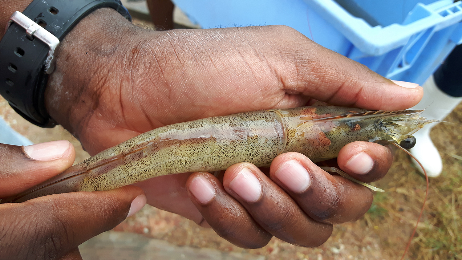 Quality, survival of L. vannamei offspring from ablated, non-ablated ...