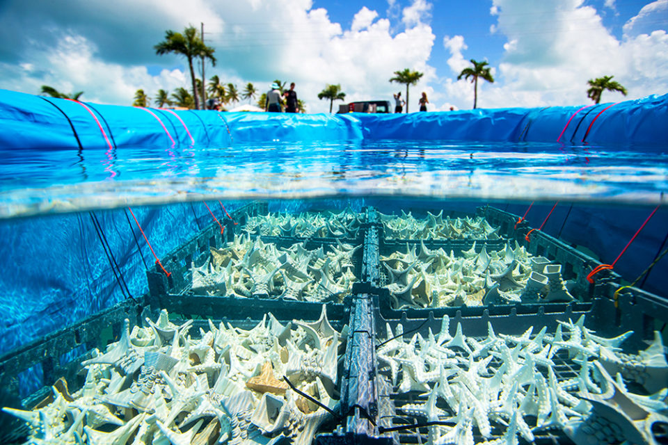 A wider view: Conservation aquaculture anchors coral reef restoration ...