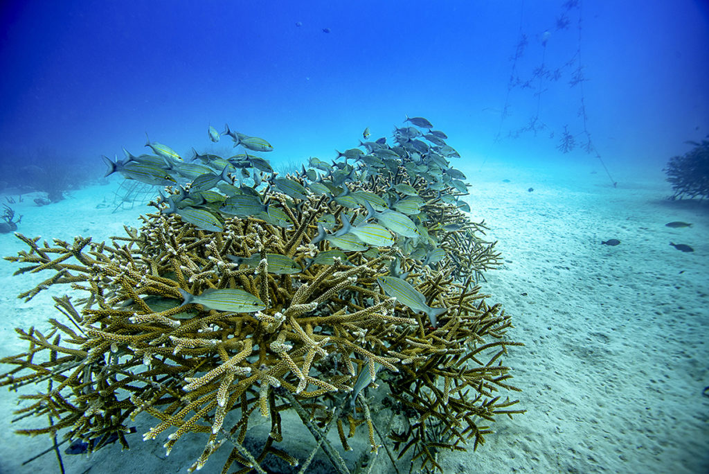 A wider view: Conservation aquaculture anchors coral reef restoration ...
