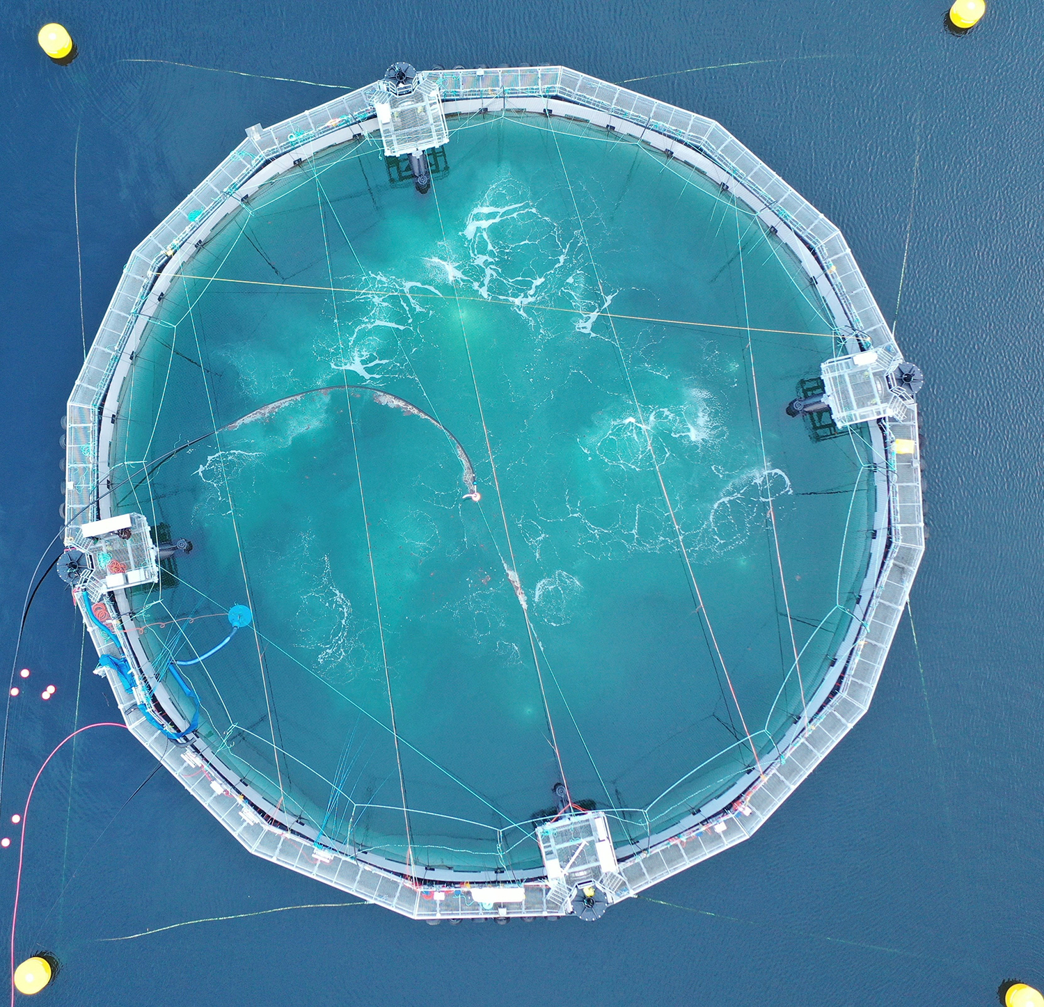 Not RAS, not net pens: Salmon farm concepts redefine barriers ...