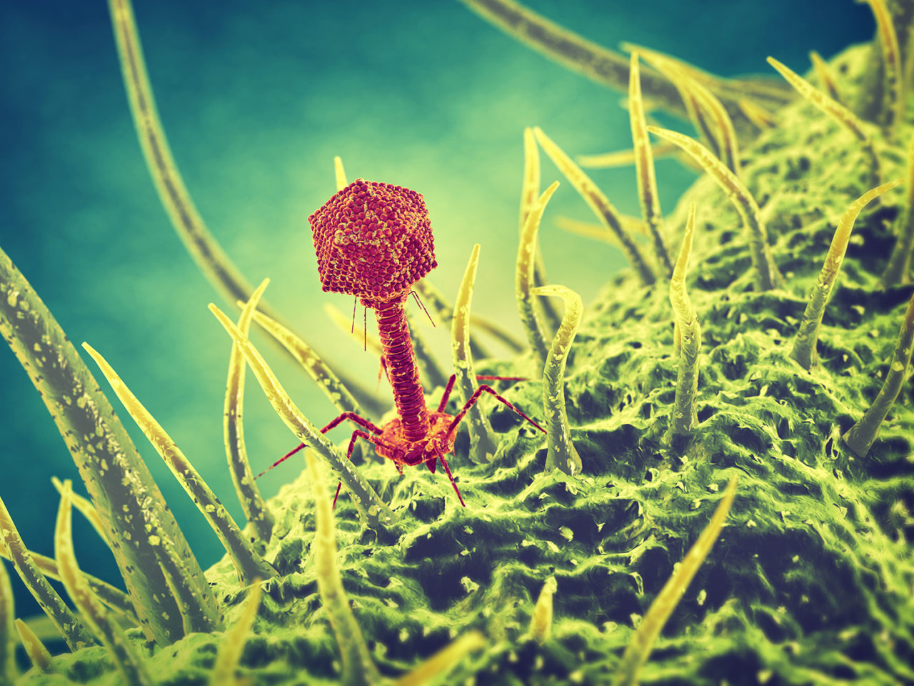 Biotech-feed giant partnership to explore bacteriophage potential ...