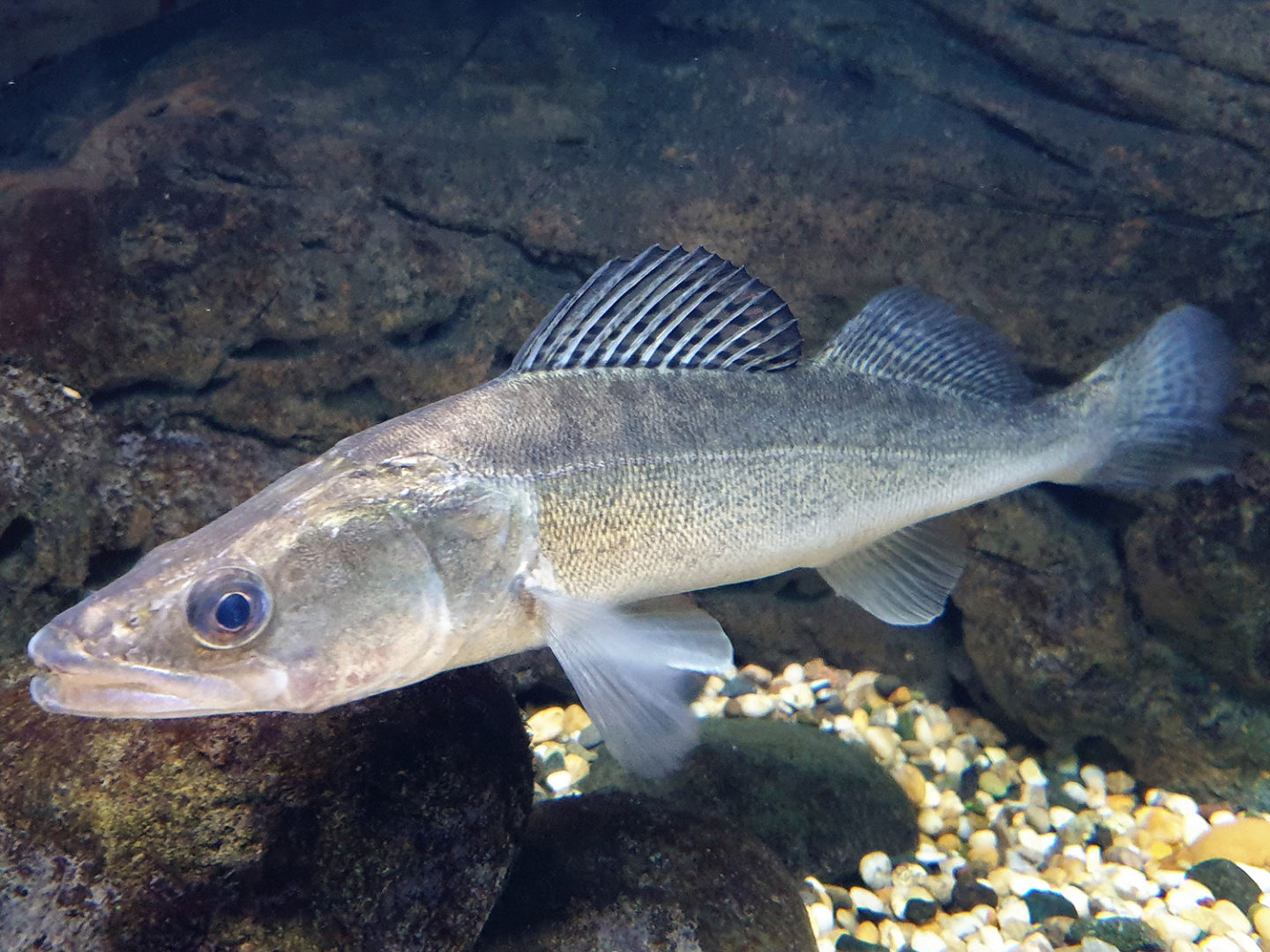 Polyculture of pikeperch juveniles in recirculating aquaculture systems ...