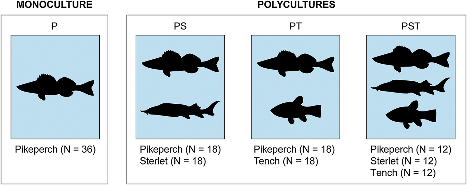 Polyculture of pikeperch juveniles in recirculating aquaculture systems ...