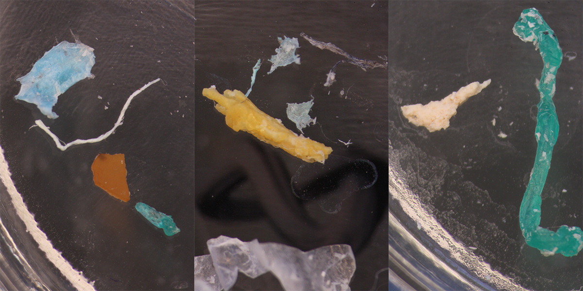 ‘We will very likely find it’: Microplastics warning sounded for ...