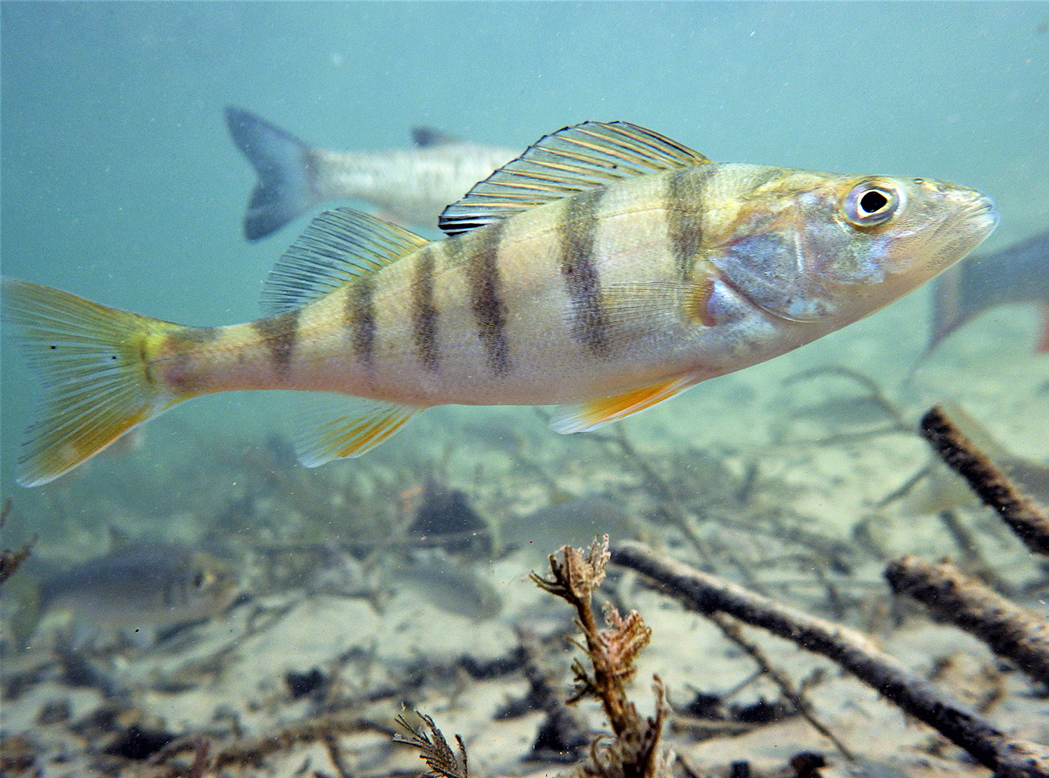 Comparing single-, multi-trait approaches to identify best wild ...