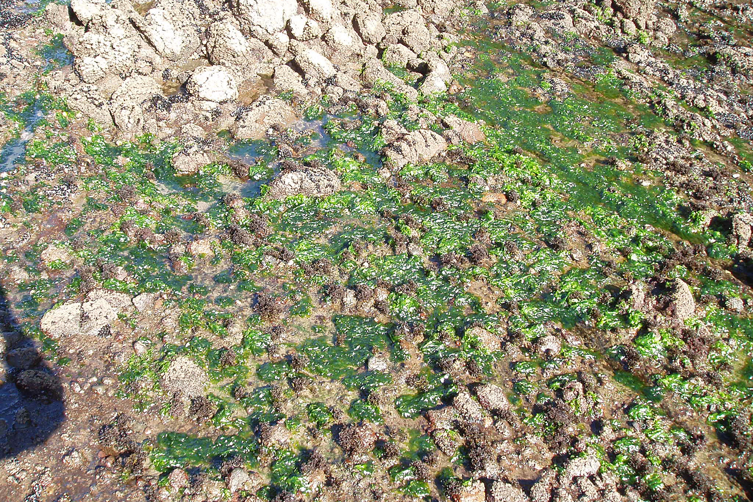 Underutilized marine organisms as potential aquaculture feed ...