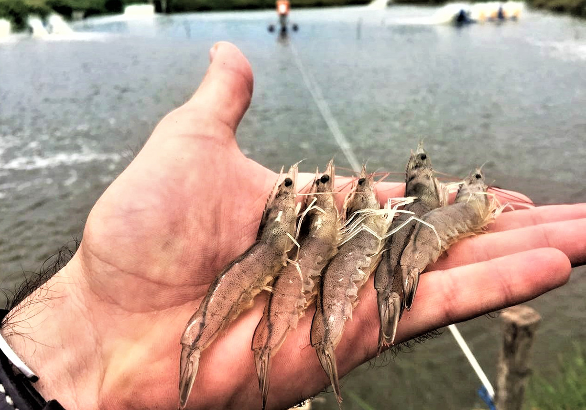 Influence of stressors on shrimp susceptibility to White Spot Disease ...