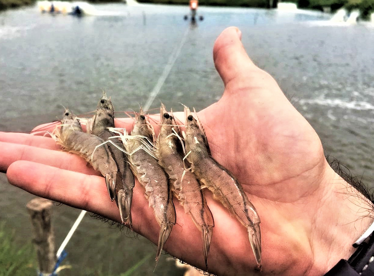 Influence of stressors on shrimp susceptibility to White Spot Disease ...